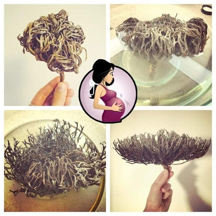 Maryam flowers Ful Ease Labour Pain Plant Herb Nabi Booti Helps with ...